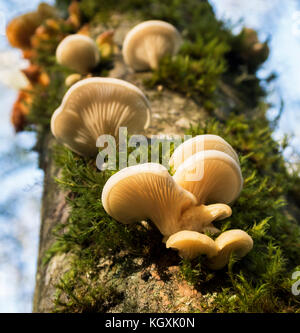 Close up of Angel Wings (Pleurocybella porrigens) white mushrooms ...