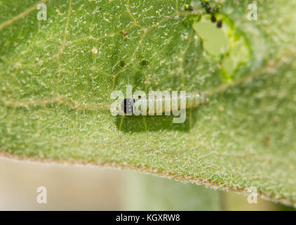 Newly hatched Monarch caterpillar on Milkweed leaf, side view, with a ...