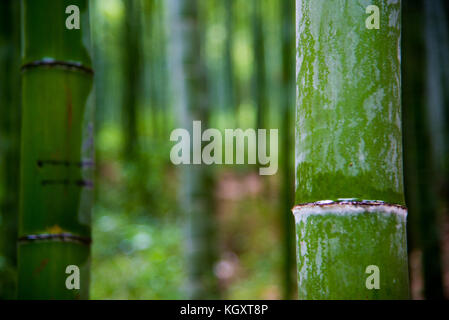 Bamboo forest in Anji, Zhejiang Province Stock Photo - Alamy