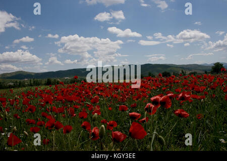 Kurdistan nature in springtime with lots of red flowers Stock Photo - Alamy