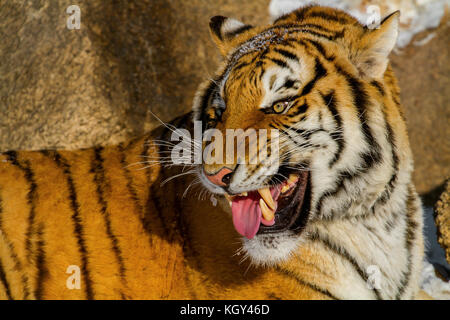 Angry Siberian tiger in the tiger conservation park in Hailin ...