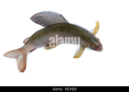 Arctic grayling fish isolated on white background. Freshwater fish ...
