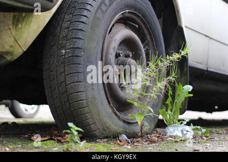 abandoned old mercedes car ratty and rusty Stock Photo - Alamy