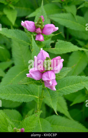 A close up of the unusual Chelone obliqua in a flower garden border ...