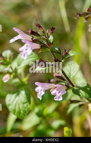 Common Calamint Calamintha ascendens Stock Photo - Alamy