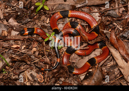 Variable coral snake (Micrurus diastema) venomous species. Blue Hole ...