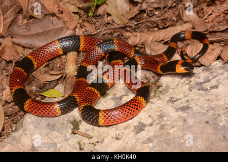 Variable coral snake (Micrurus diastema) venomous species. Blue Hole ...