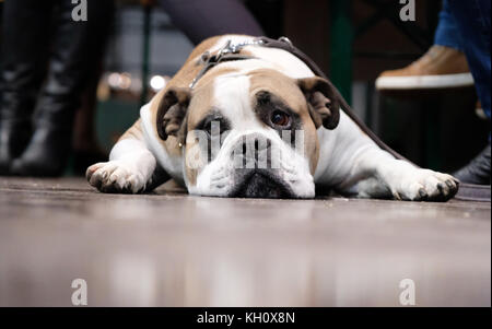 Leipzig, Germany. 12th Nov, 2017. A mongrel swims toward a toy in a ...