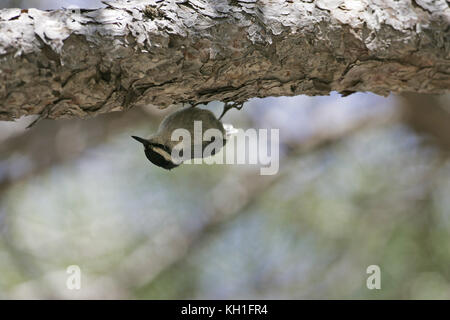 Corsican nuthatch Sitta whiteheadi Corsica France Stock Photo - Alamy