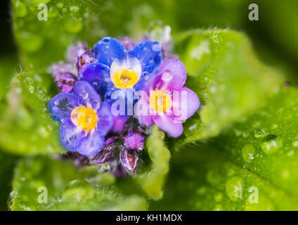 A macro shot of some wet forget me not blooms Stock Photo - Alamy