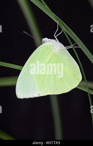 Lemon Migrant butterfly (Catopsilia pomona) female resting amongst leaf ...