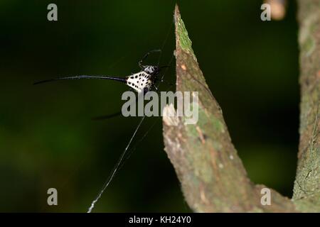 Long-horned Orb-weaver Spider (Macracantha arcuata), Malaysia peninsula ...