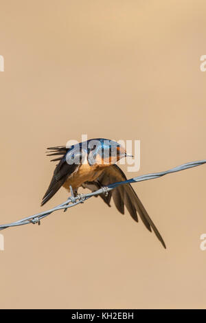 Barn swallow during summer Stock Photo - Alamy