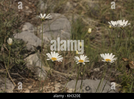 Pyrethrum or Dalmatian chrysanthemum, Tanacetum cinerariifolium Stock ...