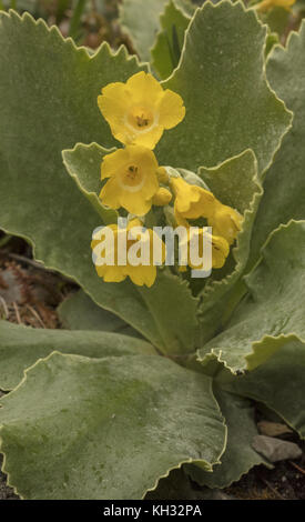 bear's ear / Primula auricula Stock Photo - Alamy