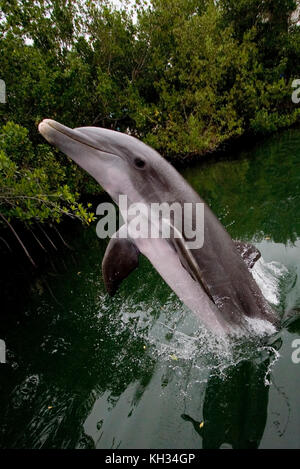 BOTTLENOSE DOLPHIN tail-walking Tursiops truncatus Honduras Stock Photo ...