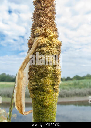 Pollen forming on flower head of Greater Reed-Mace / Cat's-Tail - Typha ...