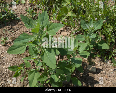 Foliage leaves of Fat-Hen, White Goosefoot / Chenopodium album - an ...