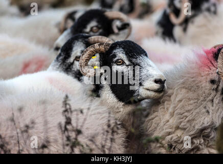 Swaledale Ewe, female sheep. Close up of head and shoulders of the ewe ...