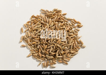 Secale cereale is scientific name of Rye cereal grain. Also known as ...