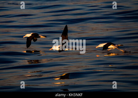 Black-browed Albatross taking off, Saunders Island, Falkland Islands ...