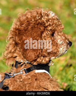 Portrait of cute red cockapoo puppy with curly hair looking towards ...