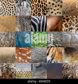 Collection of many real wild animals skin furs Stock Photo - Alamy