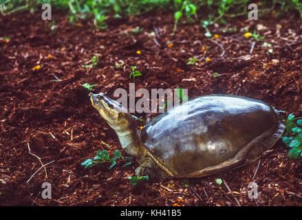 Indian flap shelled turtle, Lissemys punctata, Ranthambhore, Tiger ...