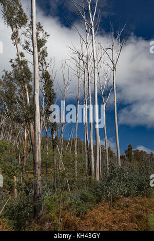 Eucalyptus Forest, High Country Victoria Australia 2 Stock Photo - Alamy