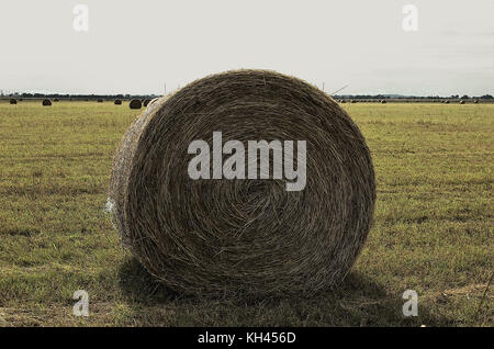 Round hay bail in a hail field with afternoon sun Stock Photo - Alamy