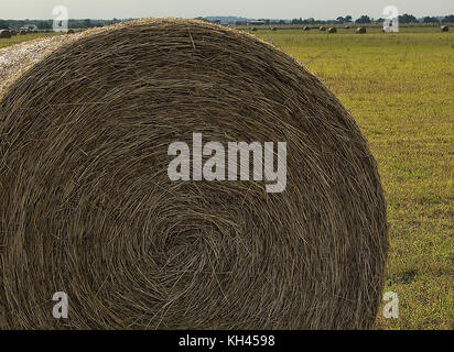 Round hay bail in a hail field with afternoon sun Stock Photo - Alamy