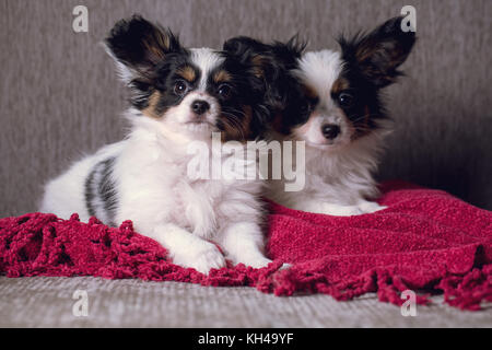 Two puppies breed papillon rest on the couch Stock Photo - Alamy