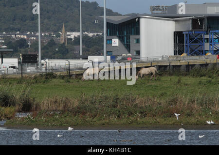Koniks graze at the RSPB reserve on Belfast Lough Stock Photo - Alamy
