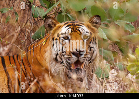 Bamera male tiger (Royal Bengal Tiger or Panthera Tigris Tigris) at ...