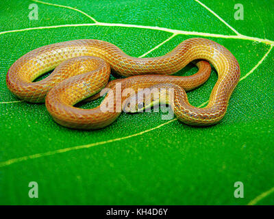 Lesser striped necked snake, Liopeltis calamaria, Rare, Mahabaleshwar ...