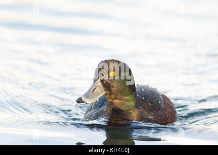 New Zealand Scaup diving duck Aythya novaeseelandiae Stock Photo - Alamy