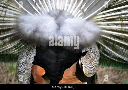 Male Peacock displaying Multicoloured, blue, green, gold, Feathers ...