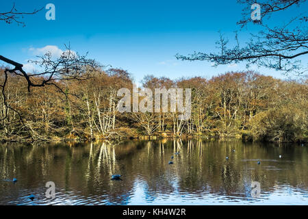 A pond in Tehidy Woods in Cornwall UK Stock Photo - Alamy