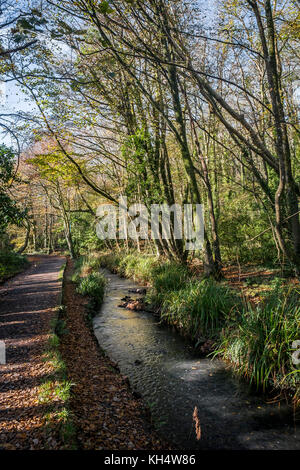 The Tehidy; Stream flowing through Tehidy Woods Country Park in ...