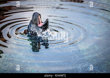 Large seal shouting loudly while in water Stock Photo - Alamy