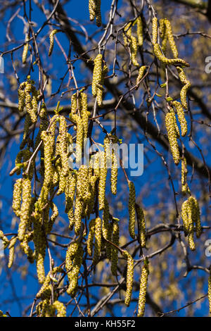 Catkins on a silver birch (Betula pendula), Bavaria, Germany Stock ...