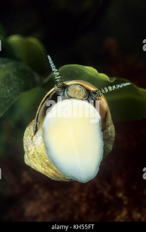 Common periwinkle, winkle, wheelk, edible winkle, Strandschnecke ...