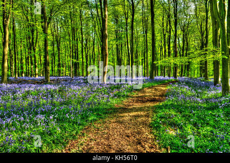 A path through bluebell woods, processed as an HDR image Stock Photo ...