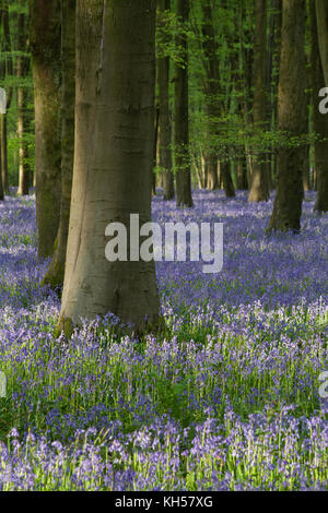 Bluebells and Beech Trees at Micheldever Woods Micheldever Hampshire ...