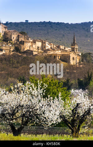 France, Vaucluse Cherry blossom orchard Stock Photo - Alamy
