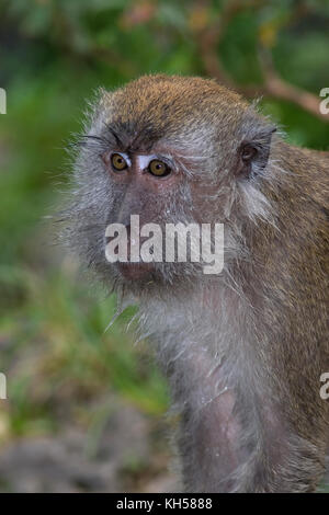 crab-eating macaque, Java macaque (Macaca fascicularis, Macaca irus ...