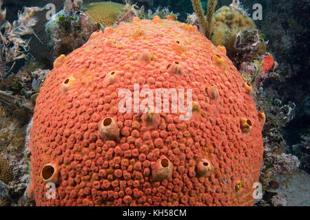 Red Boring Sponge (Cliona delitrix) with parasitic Zoanthids ...
