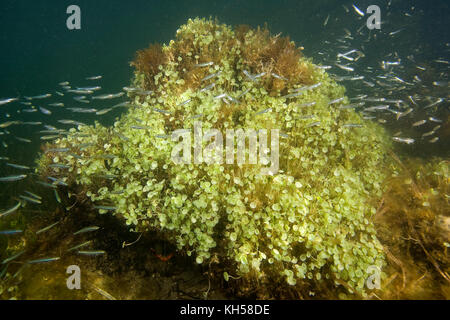 Mermaids Wine Glass Algae, Acetabularia acetabulum, Susac, Adriatic Sea ...