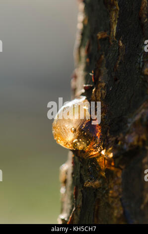 Plum tree oozing sap from bark due to fungal disease, weakened by Hot ...