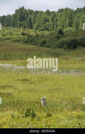Turtle - Flambeau Scenic Waters Area Stock Photo - Alamy